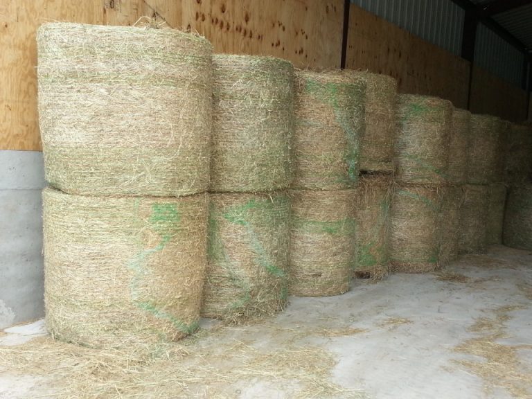 Hay Is Available at Cherokee Feed & Seed in Georgia! Stop in Today