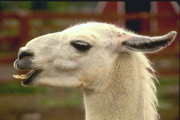 Llama & Alpaca Feed - Cherokee Feed & Seed