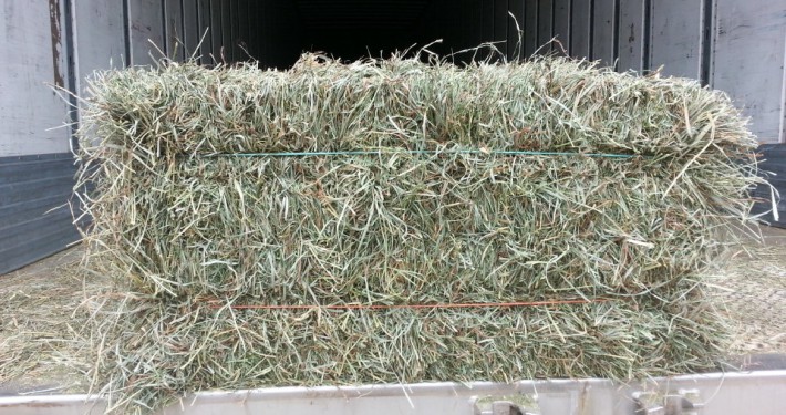 Horse-Quality Hay, Square Bales & Round Bales, Georgia