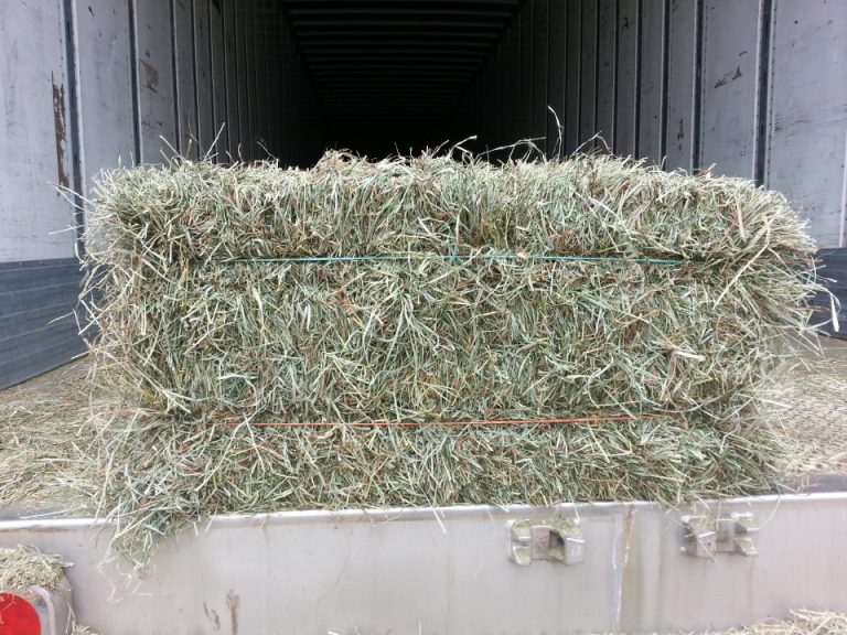 Western Alfalfa square hay bale at Cherokee Feed & Seed Ball Ground and ...