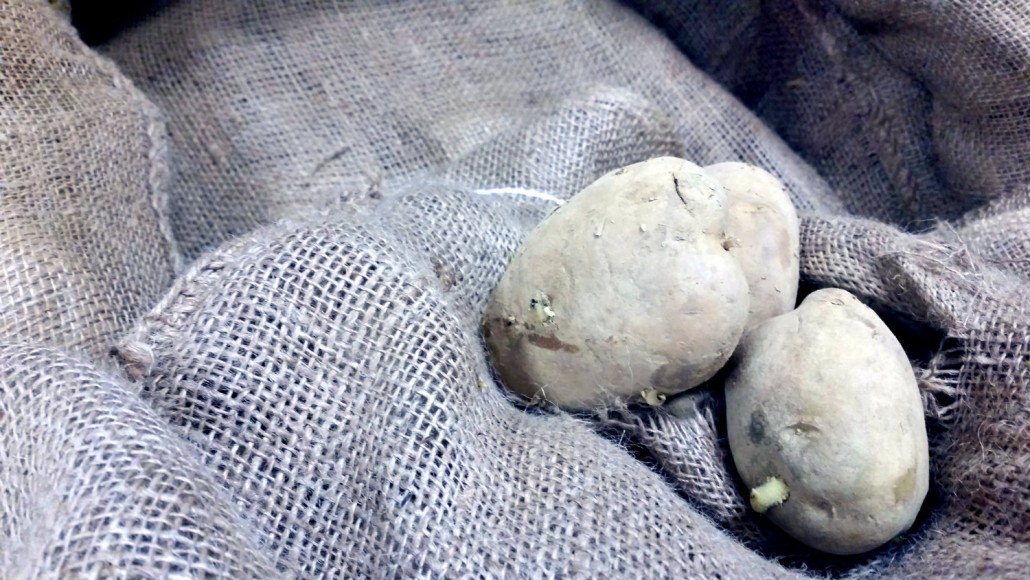 seed-potatoes - Cherokee Feed & Seed