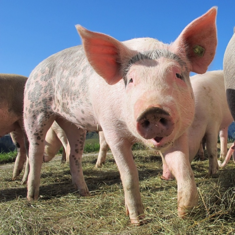 Pig & Swine Feeds are Available at Cherokee Feed & Seed