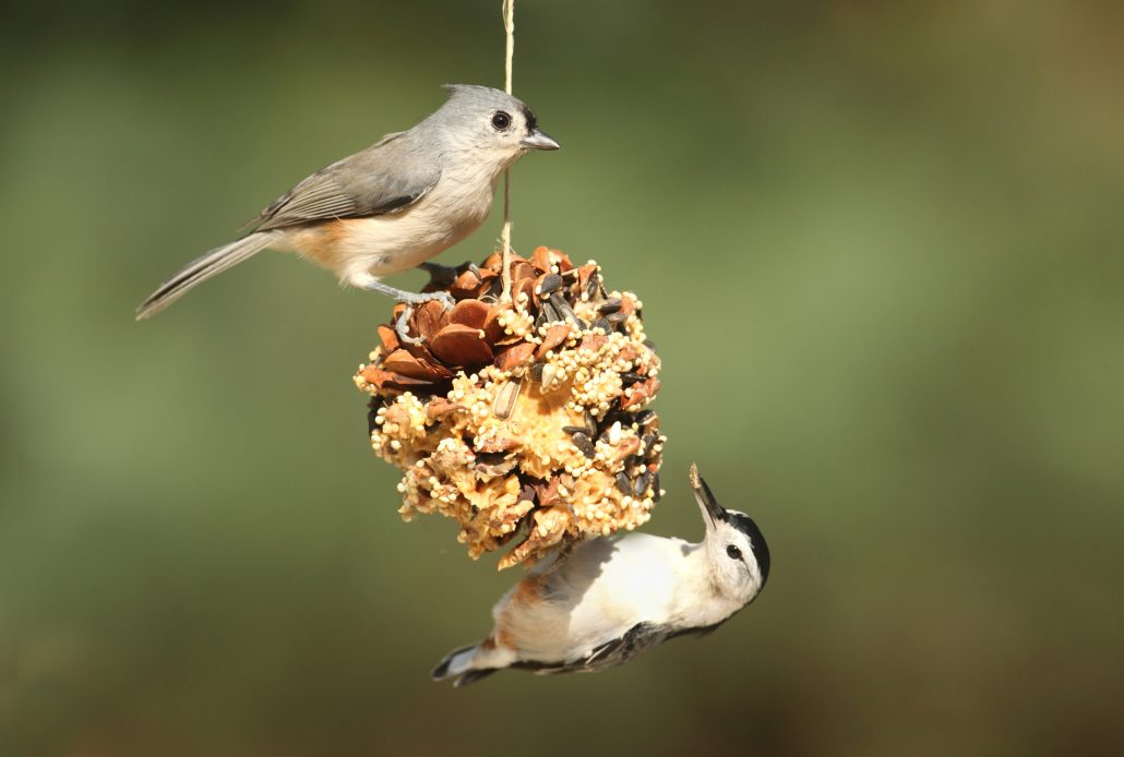 How To Start Feeding Wild Birds In Your Yard - Cherokee Feed & Seed