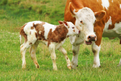 Five Feed Tips for Weaning Calves - Cherokee Feed & Seed