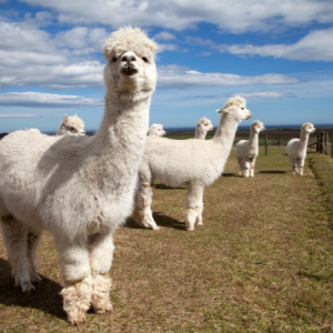 Llama & Alpaca Feed Is Available at Southside Feed & Seed
