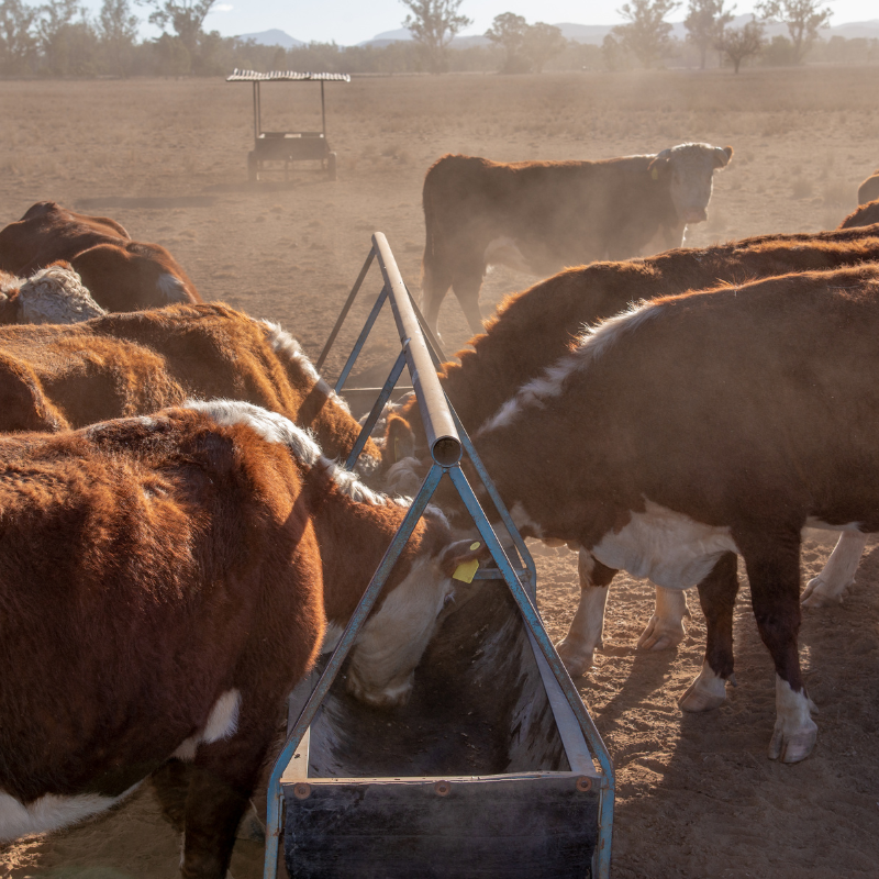 Feeding Cattle During Drought? 5 Cattle Nutrition Tips - Cherokee Feed ...