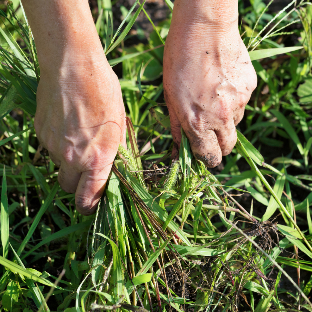 Spring Weeds & Pre-emergent - Cherokee Feed & Seed