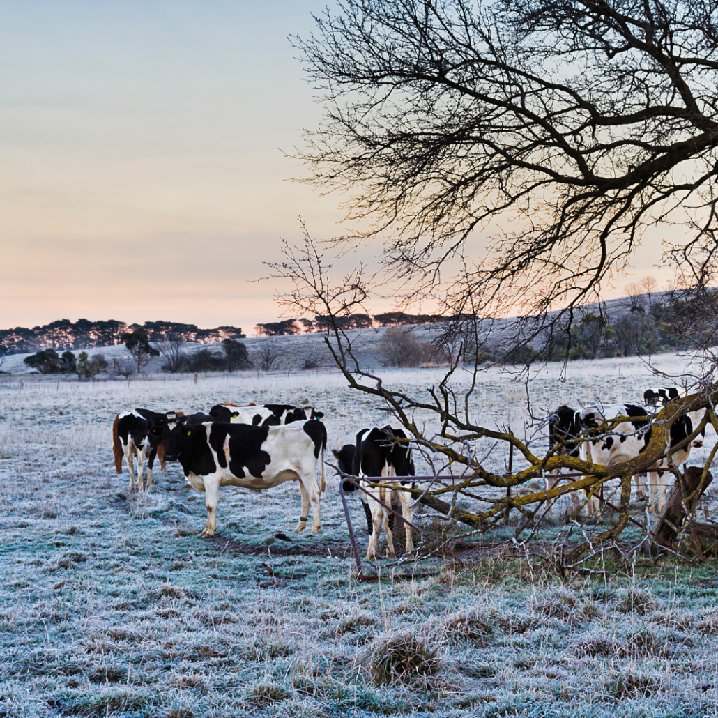 Winter Feeding Tips for Livestock in North Georgia - Cherokee Feed & Seed