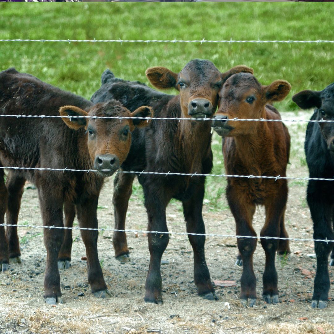 Planning to Wean Your Calves - Cherokee Feed & Seed