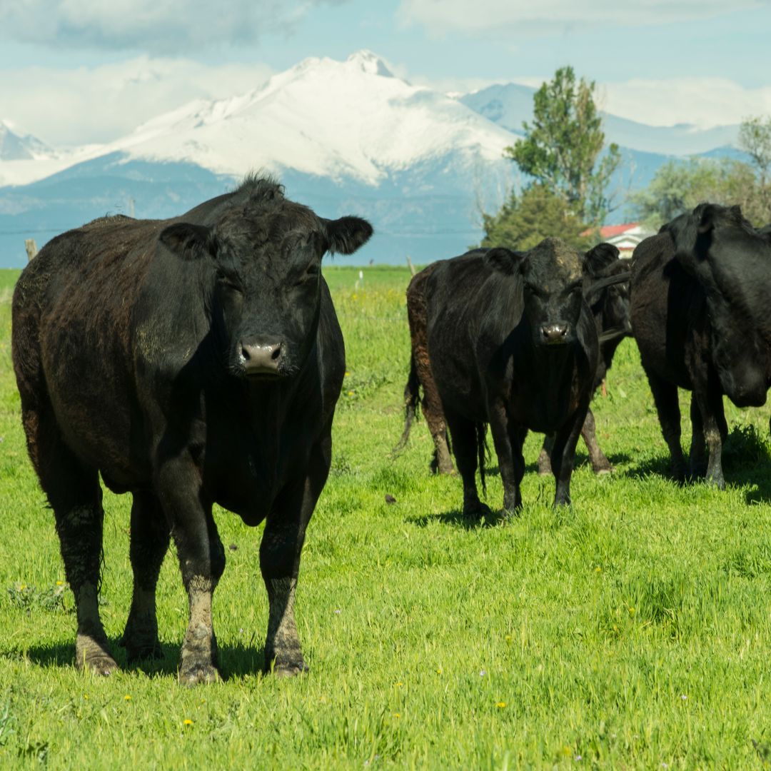 Fly Control in Pastures - Cherokee Feed & Seed