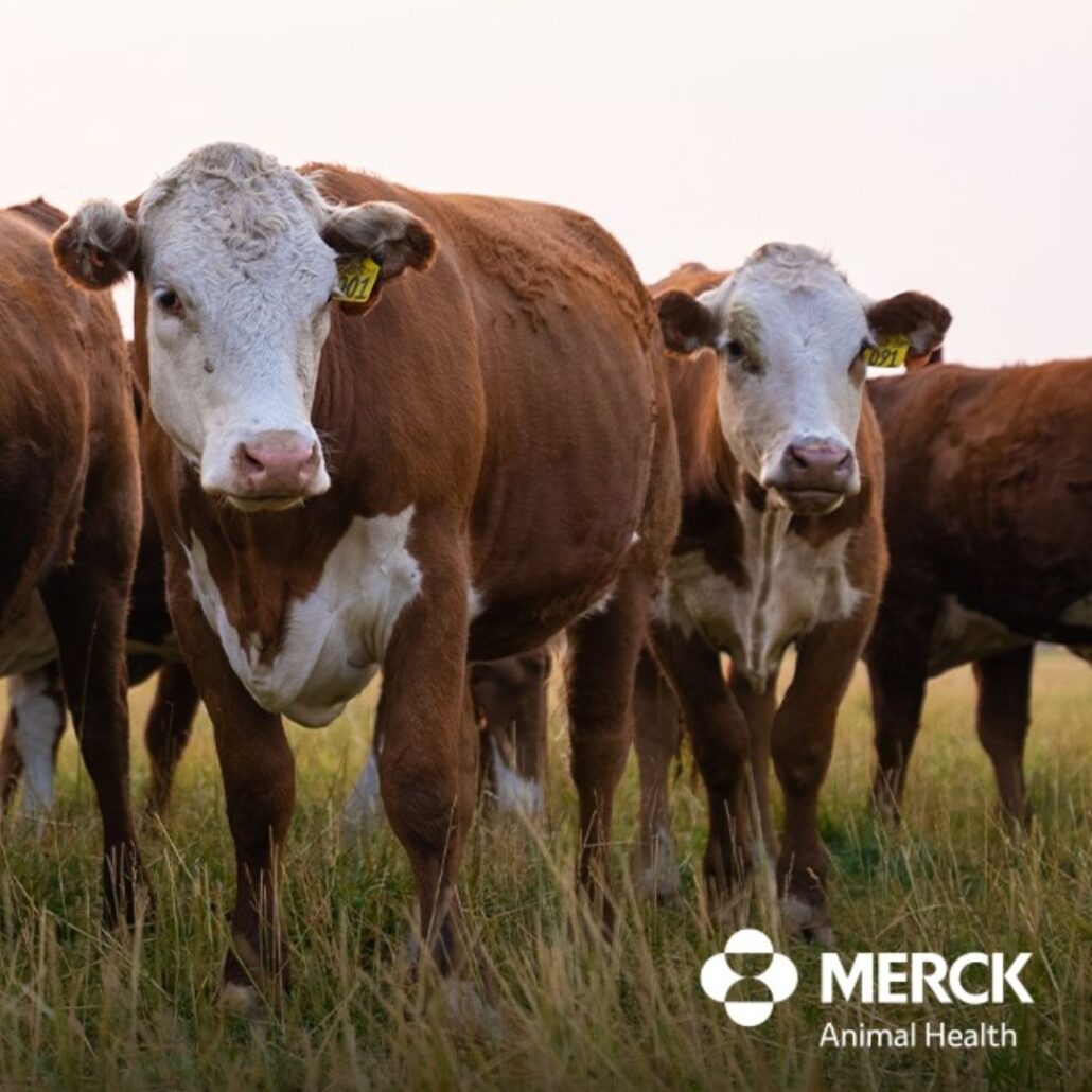 Is Your Cattle Deworming Program Working? - Cherokee Feed & Seed
