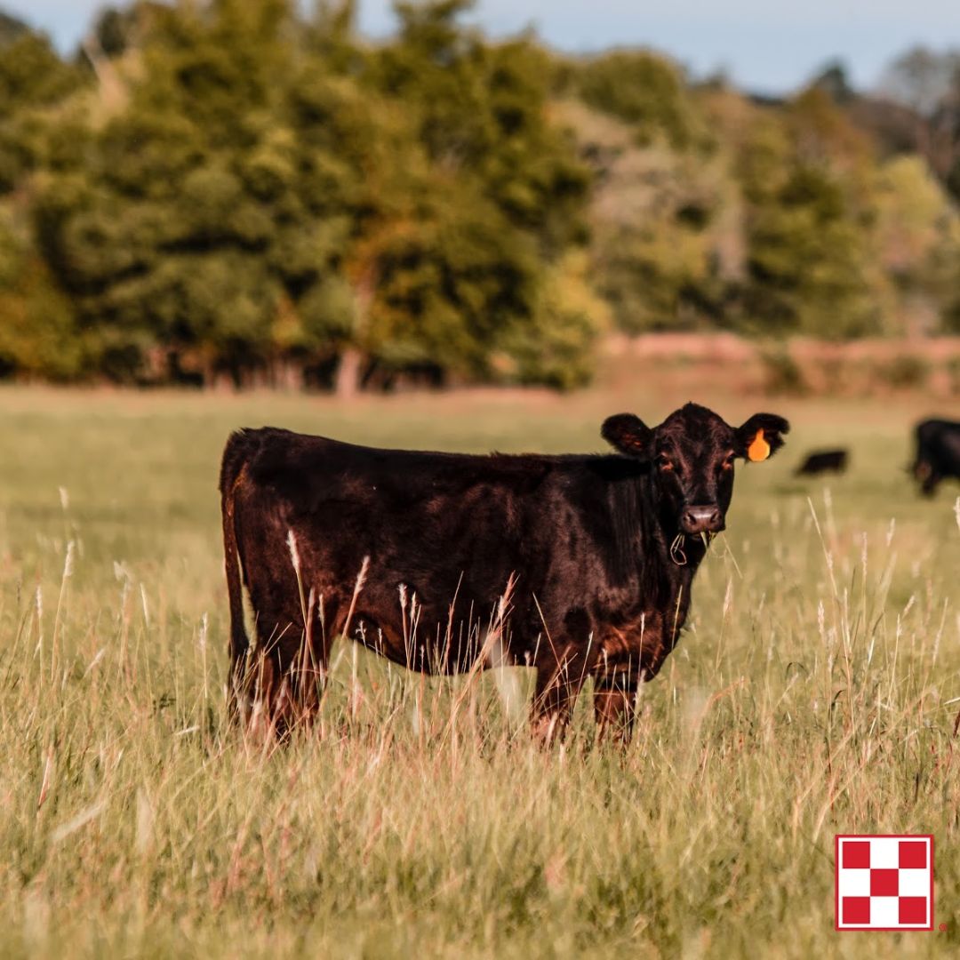 Don’t Let Cows Fall Victim to the Spring Nutrient Gap - Cherokee Feed ...