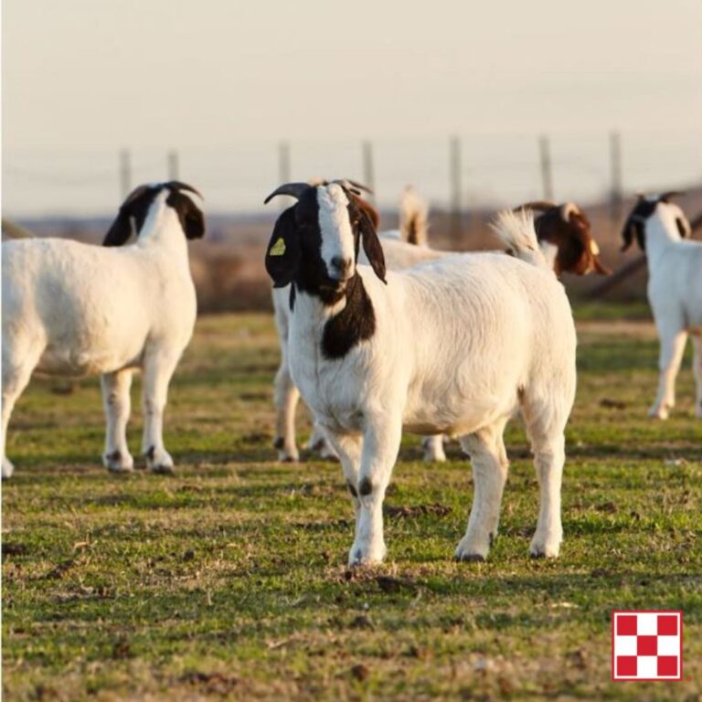 4 Ways to Address Sheep and Goat Hoof Health Challenges - Cherokee Feed ...