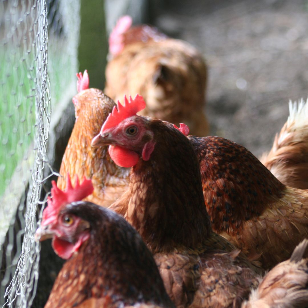 How to Read Your Backyard Animal’s Feed Tag: Everything You Need to ...