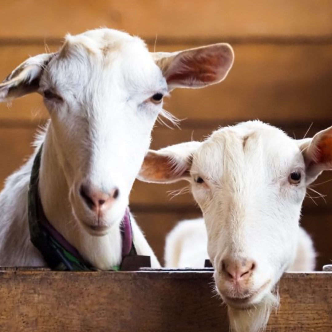 Heat Stress Relief in Sheep and Goats - Cherokee Feed & Seed