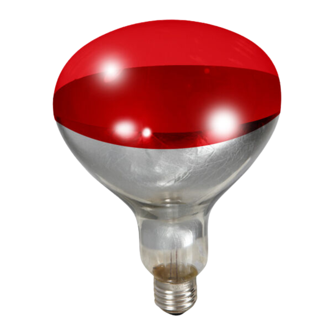 Little Giant 250 Watt Red Bulb For Brooder Lamp - Cherokee Feed & Seed